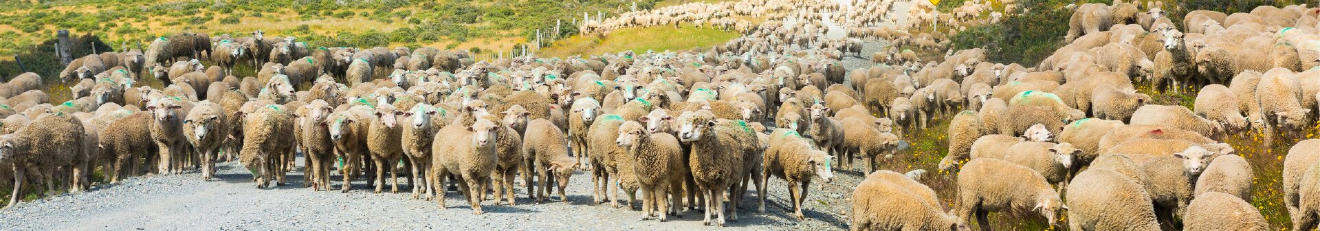 Siromark Sheep Marking | Heiniger Australia