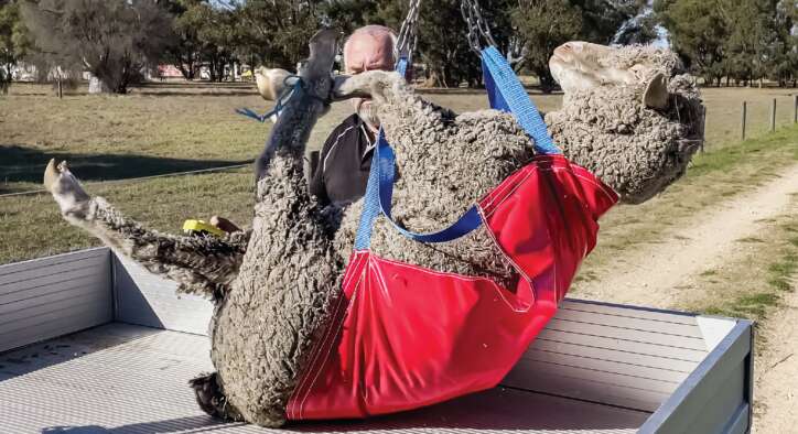 TPW Backease Hoist | Heiniger Australia